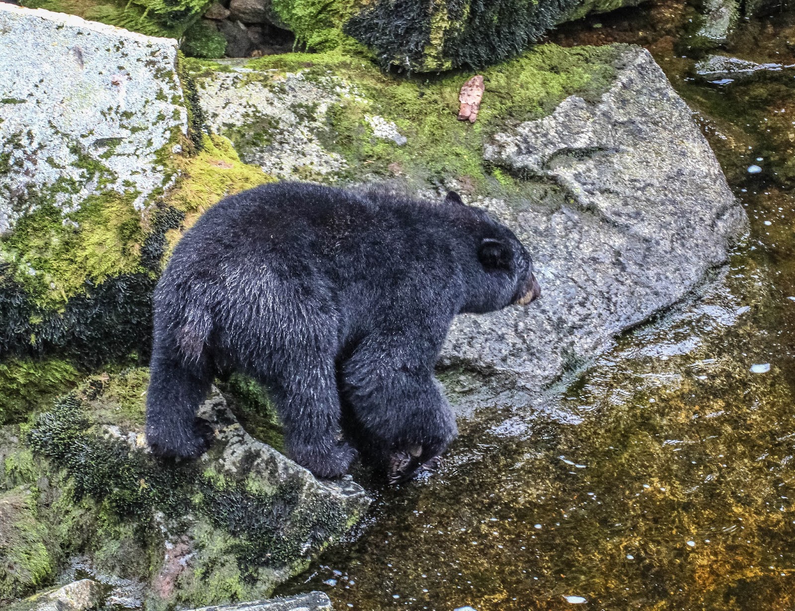 Cannundrums: Eastern Black Bear - Anan Bay, Alaska