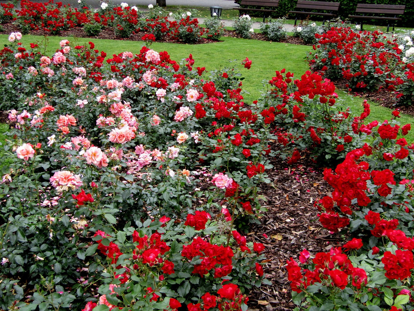 ceitaspasaule: Rozes