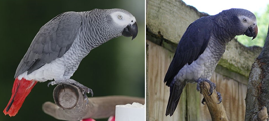 Stuart Marsden's Conservation Research Group: Timneh Parrot and Grey ...