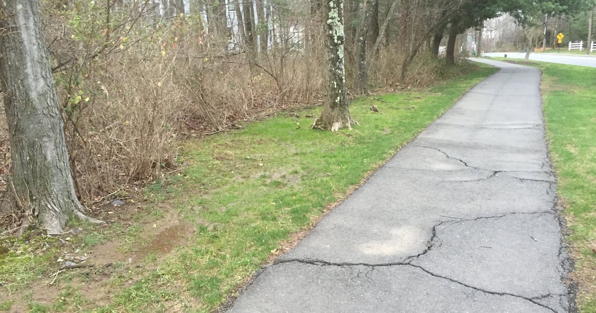 Princeton Nature Notes: Asphalt, Tree Roots, and Leaf Piles