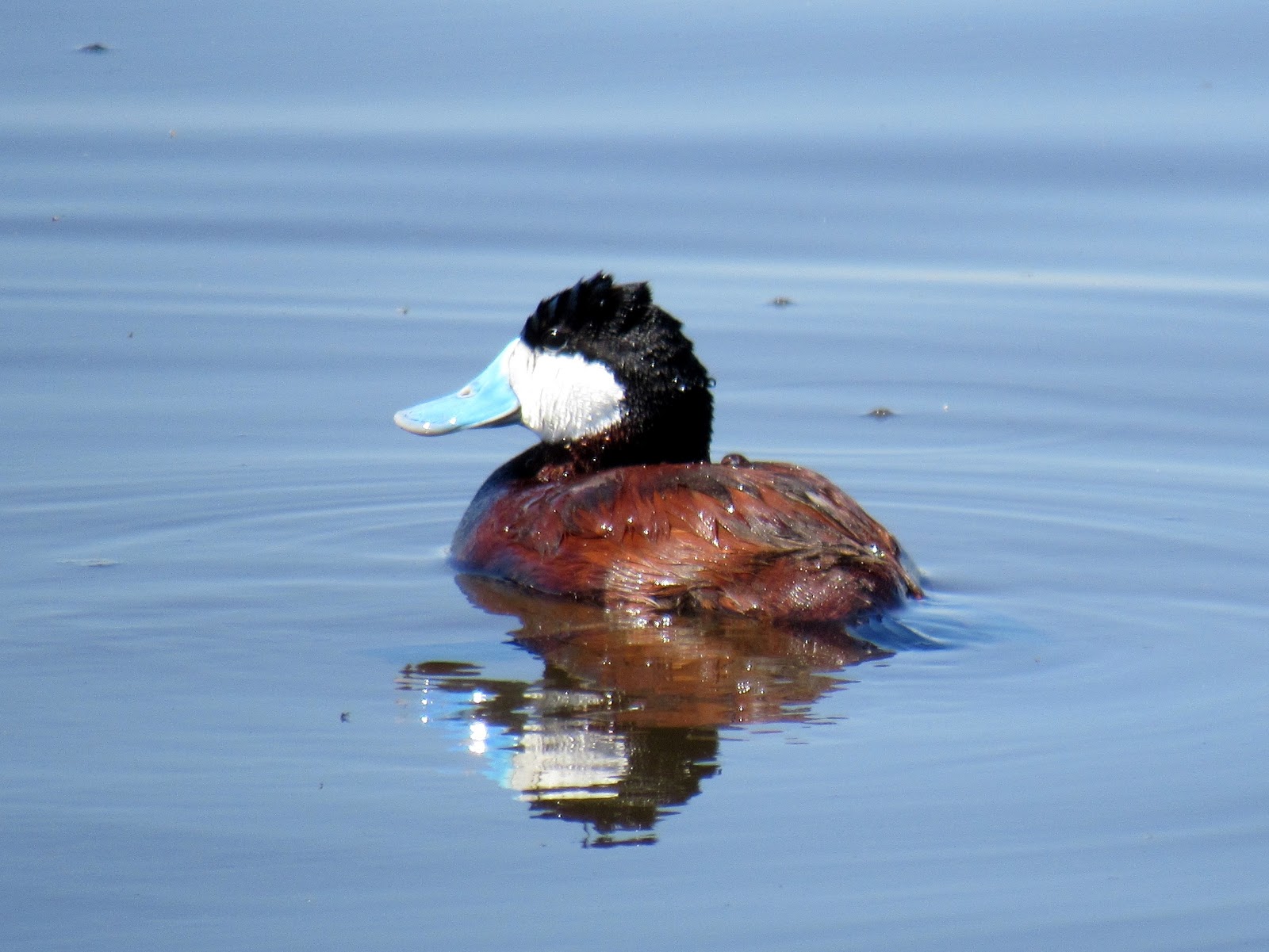 Ruddy Ducks at Merced NWR