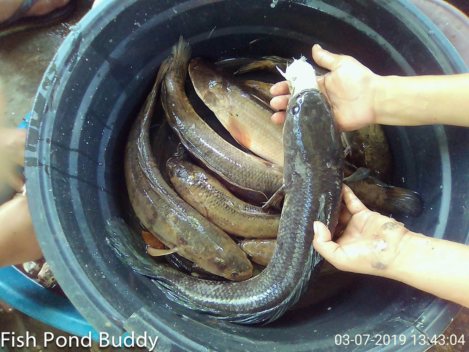Fish Pond Buddy: Fish Farmer vs. Mudfish ("Dalag")