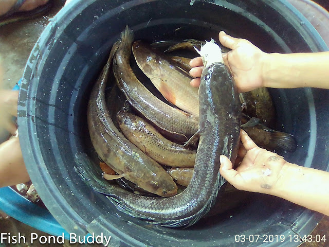 Fish Pond Buddy: Fish Farmer vs. Mudfish ("Dalag")