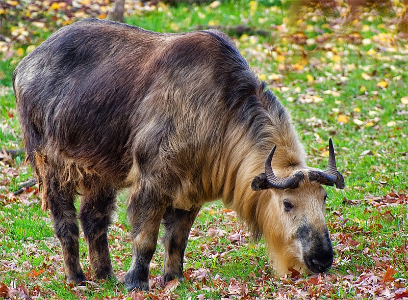 ΤΑΚΙΝ photos - wallpapers | the fun bank