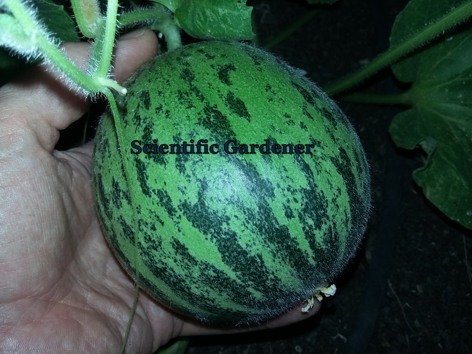 The Scientific Gardener: Caroselli