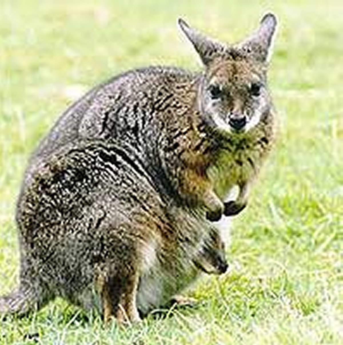 Mundo Animal: Canguru-de-Bennett