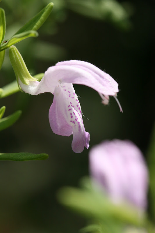 Native Florida Wildflowers: Etonia rosemary - Conradina etonia