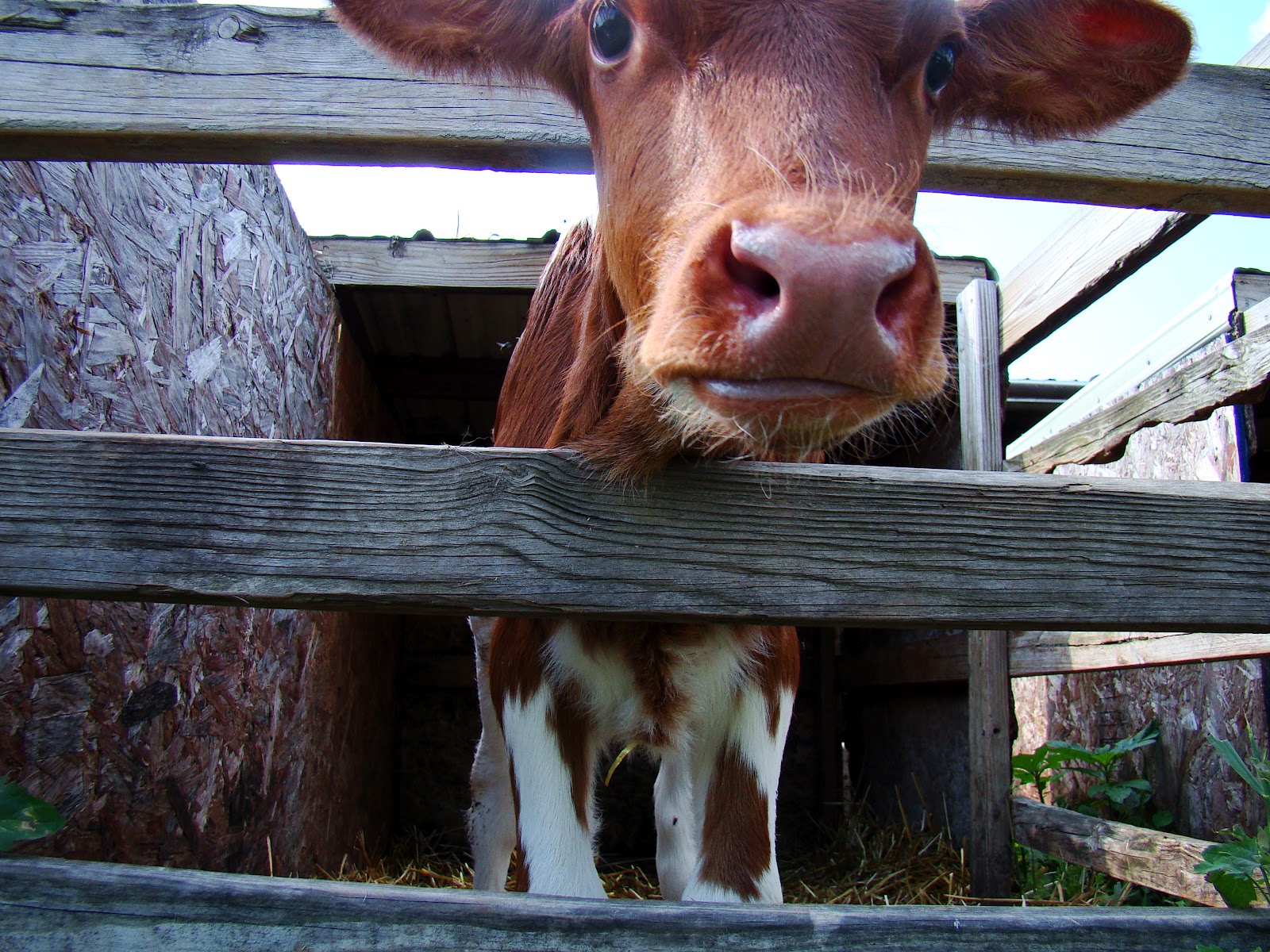 Dairy Farm Newbie: Faces Only Cows and 'Dairy Farm Newbies" Could Love?