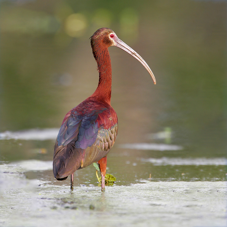Beak of the Week - White-faced Ibis