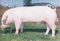 puercos: puerco landrace