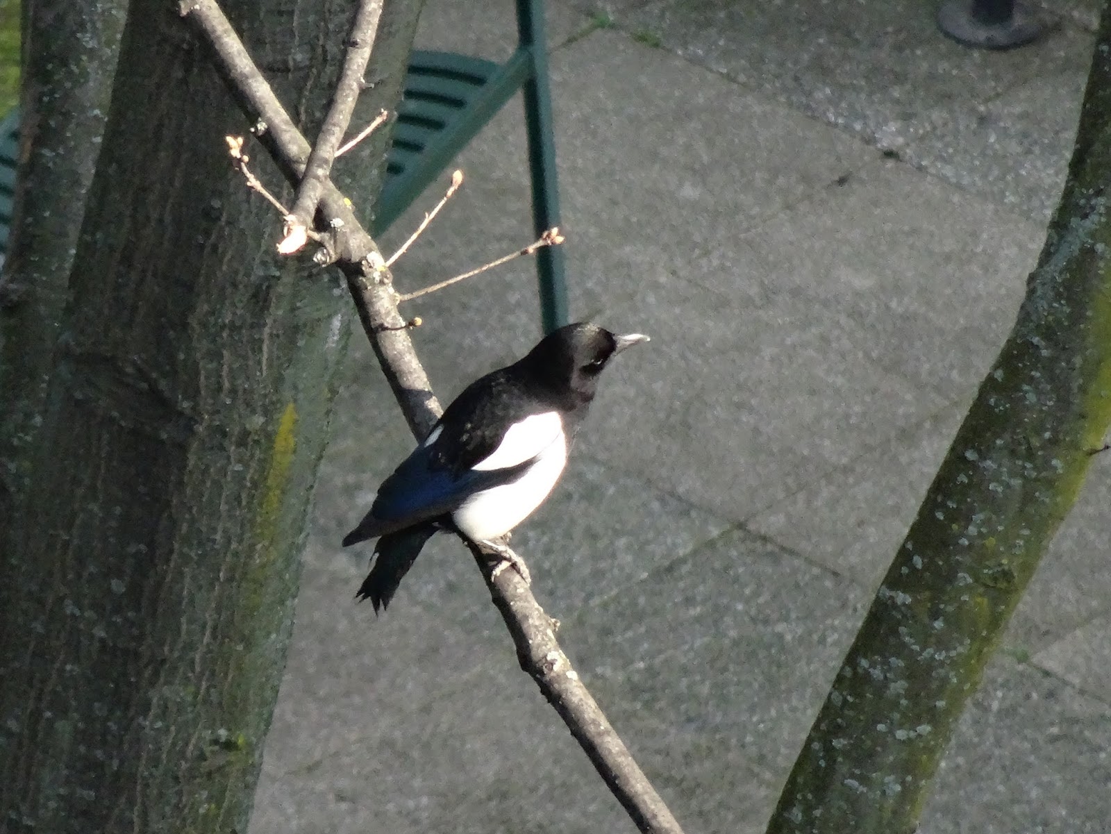 300 Free Birds Countdown: Northern Italy