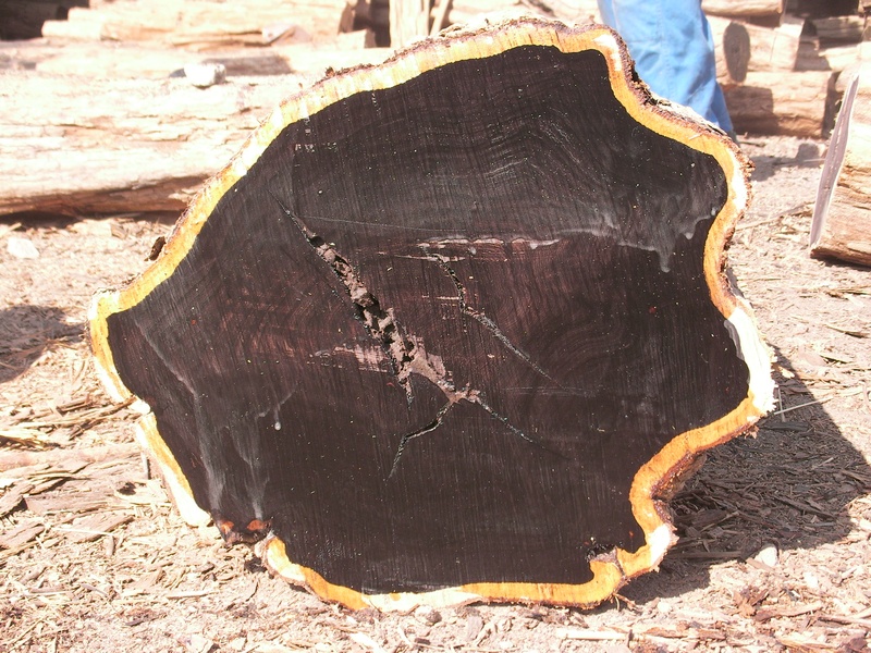 Bongodaily: African Blackwood (Mpingo)
