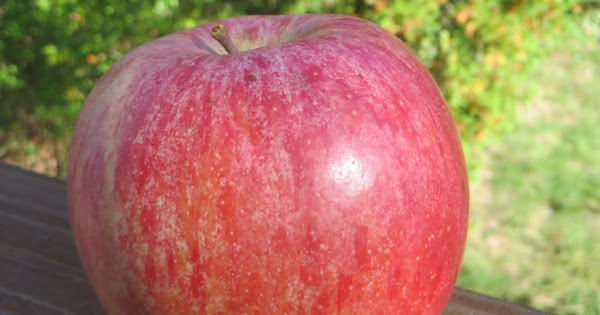 Bonnie Best * - Adam's Apples