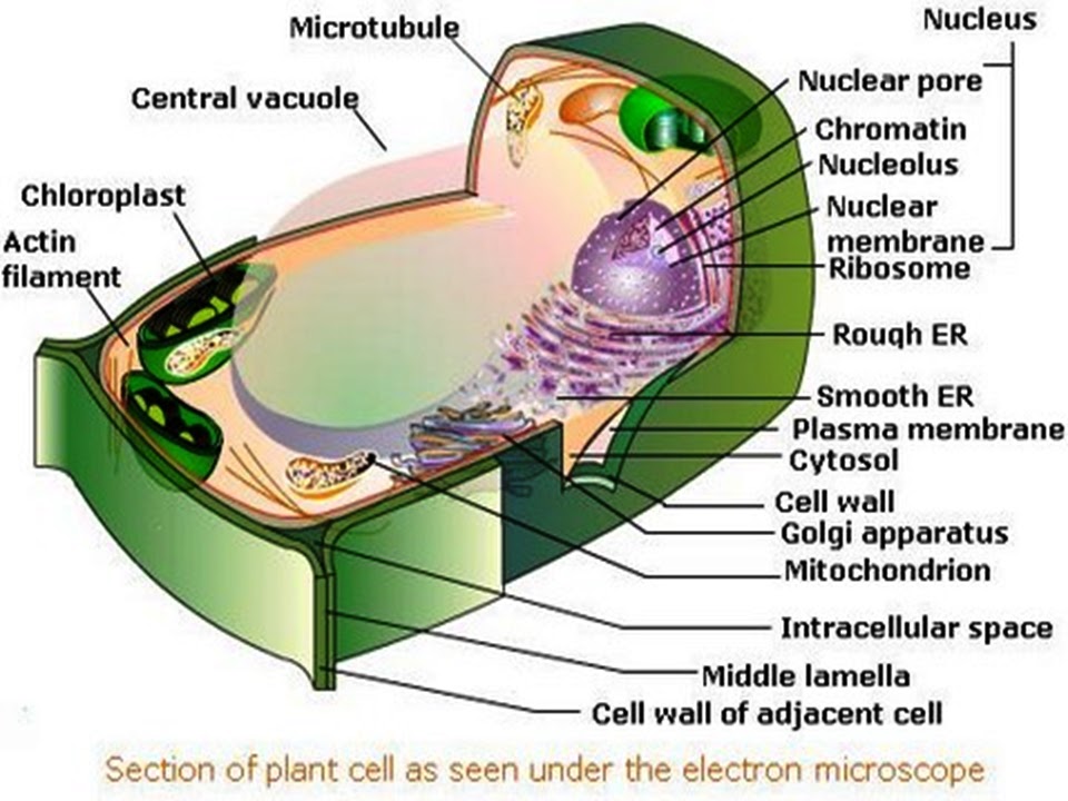 SONU ACADEMY: PLANT CELL -TEXT