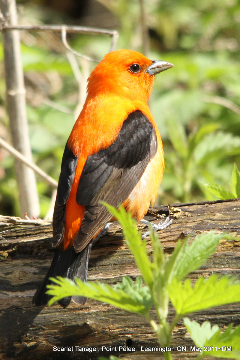 Nerdy for Birdy: Orange Variant Scarlet Tanager