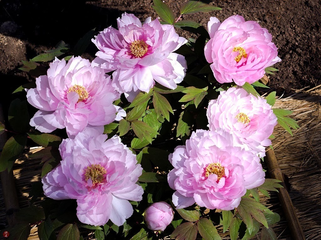 FROM THE GARDEN OF ZEN: Winter peony: Tsurugaoka-hachimangu