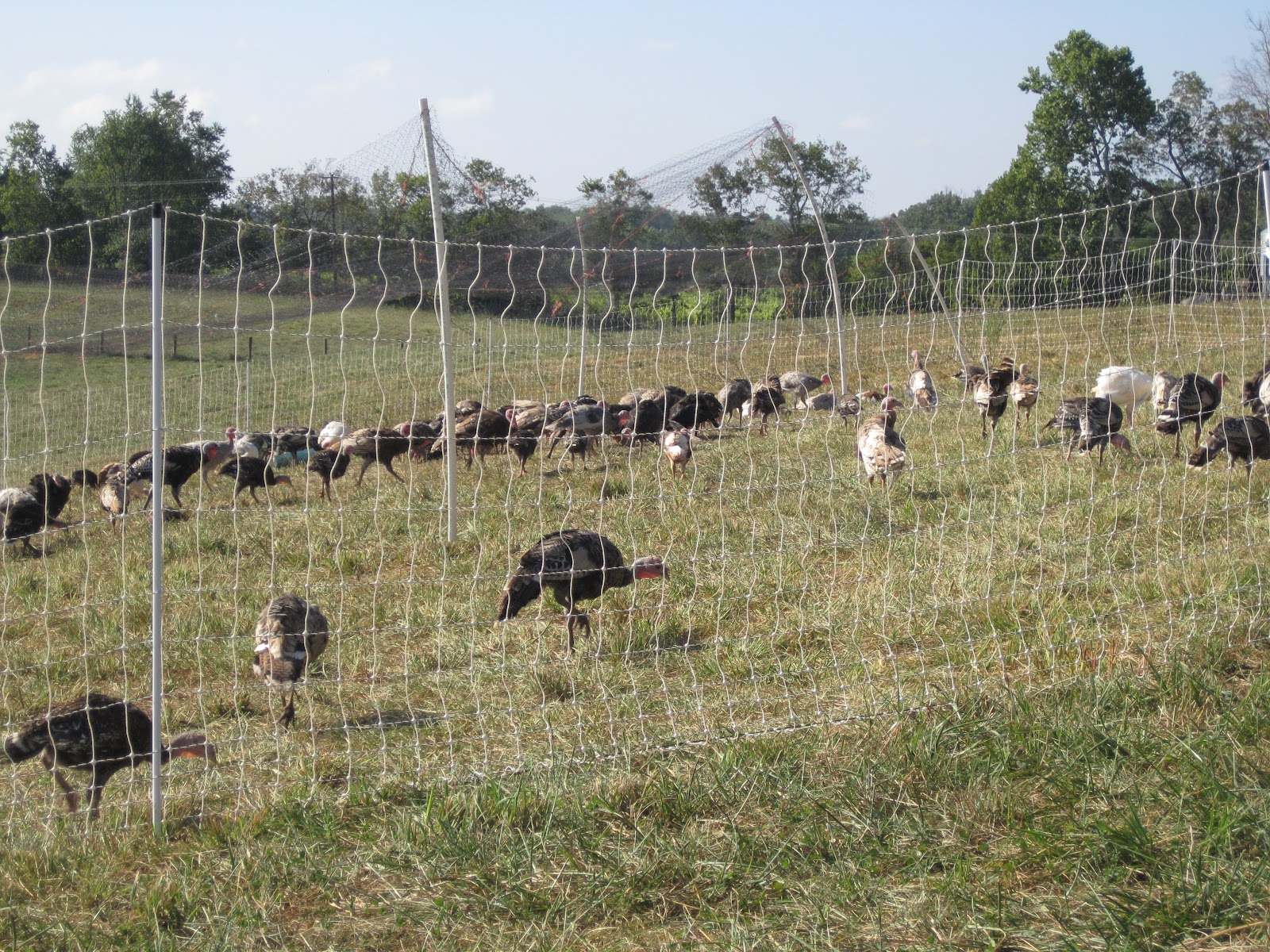 Elmwood Stock Report: August 2012