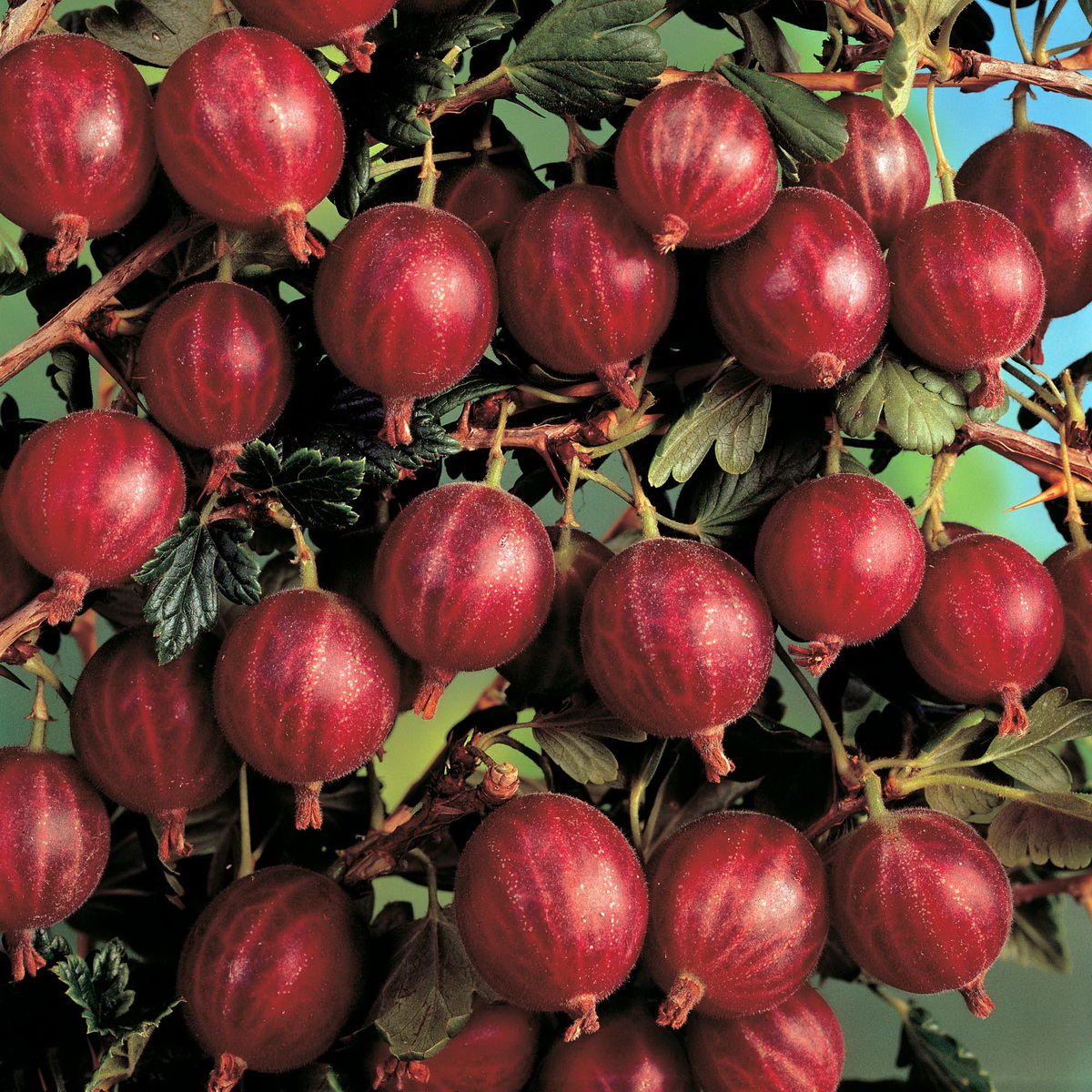 Viorica: Fructe uscate si minunate-- Agrisele