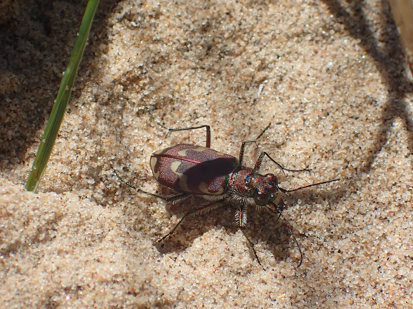 Birds and Beer: TARGET SPECIES: Dune Tiger Beetle