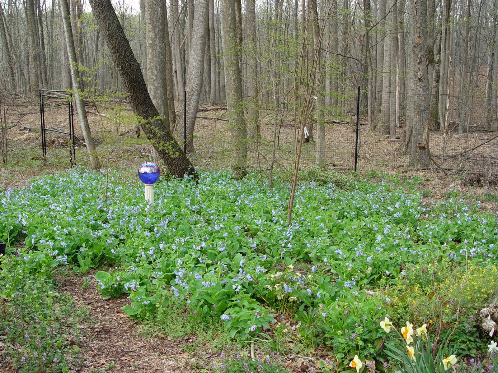 WashingtonGardener: How to Grow Virginia Bluebells