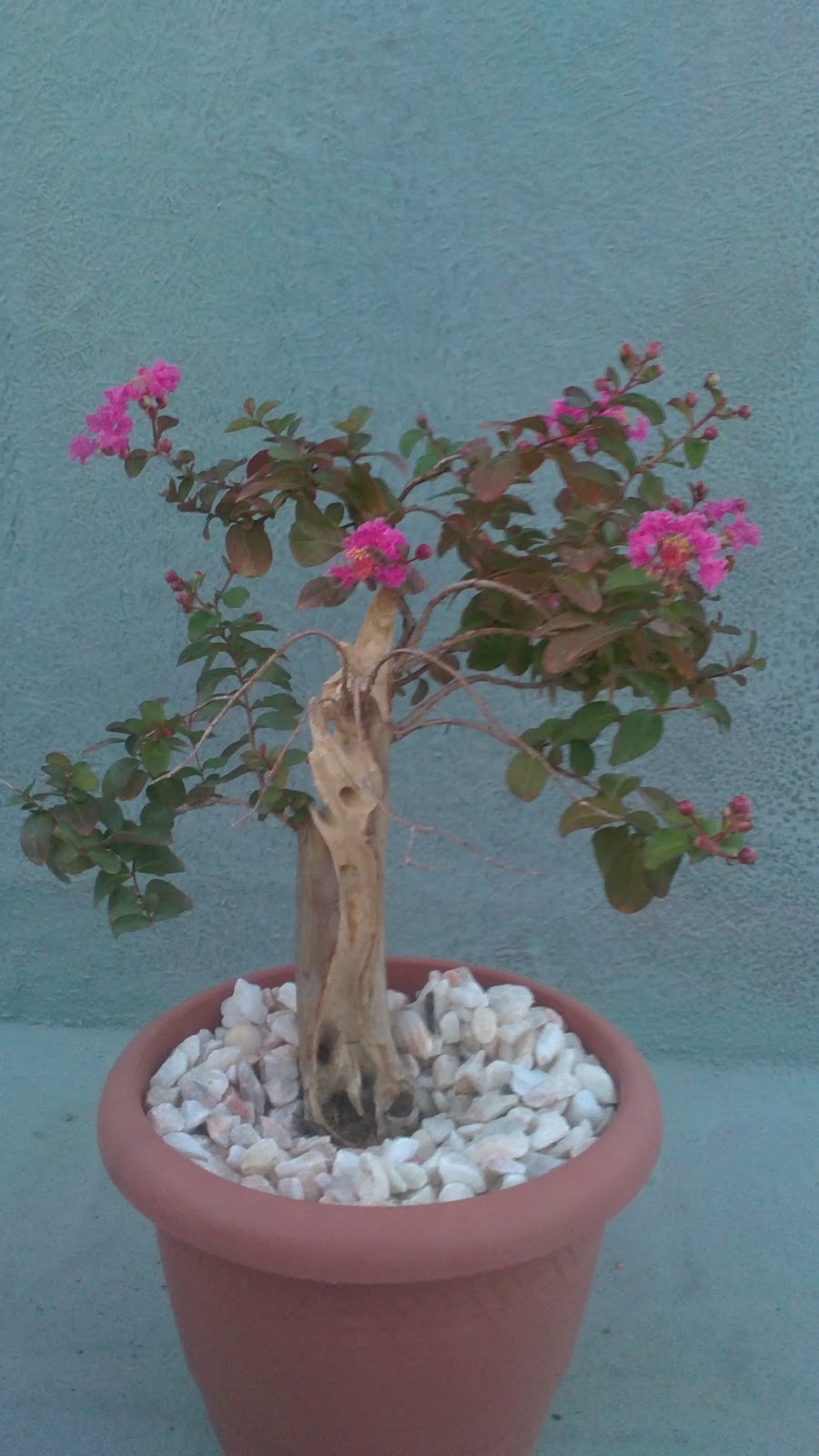 Bonsai de andar por casa...: Árbol de Júpiter - Lagerstroemia indica