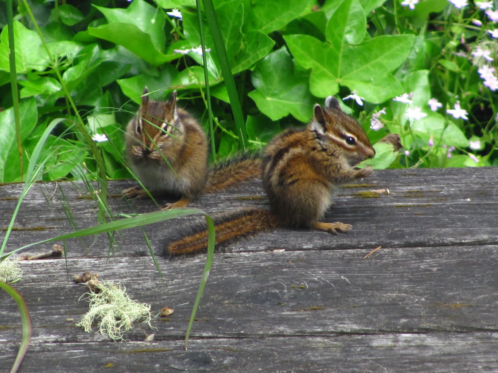 Chip Monkey Chronicles