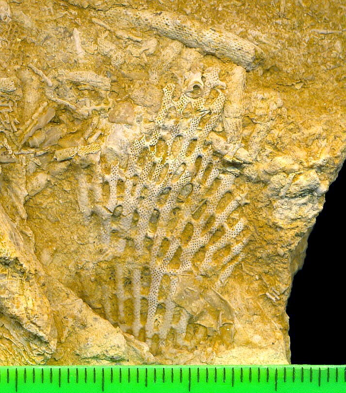 Variety of Life: Fenestrata