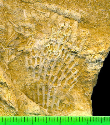 Variety of Life: Fenestrata