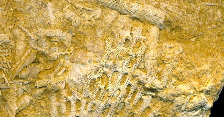 Variety of Life: Fenestrata