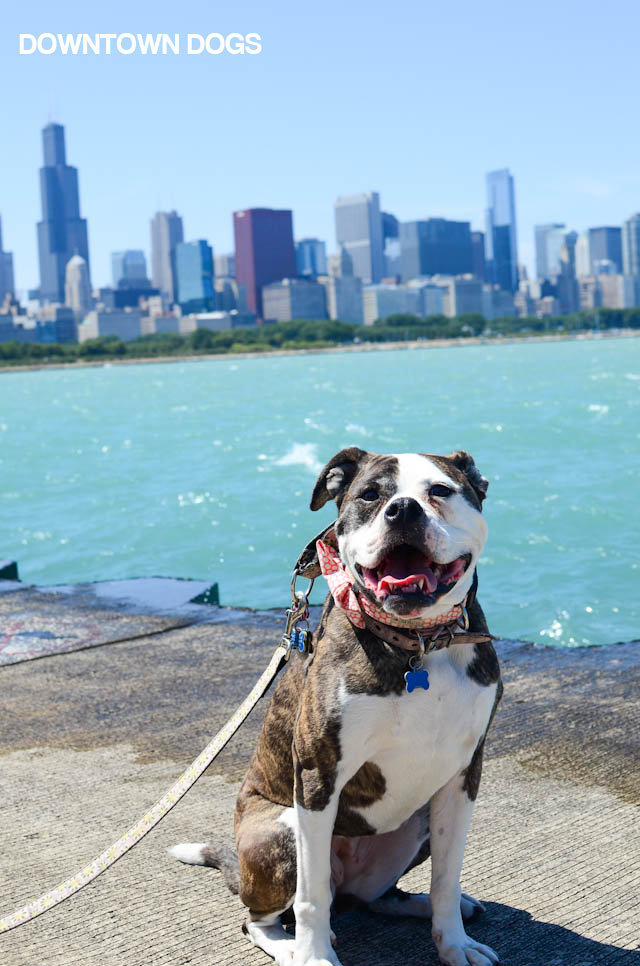 Two Pitties in the City: Things to Do in Chicago with Dogs: Bachelor ...