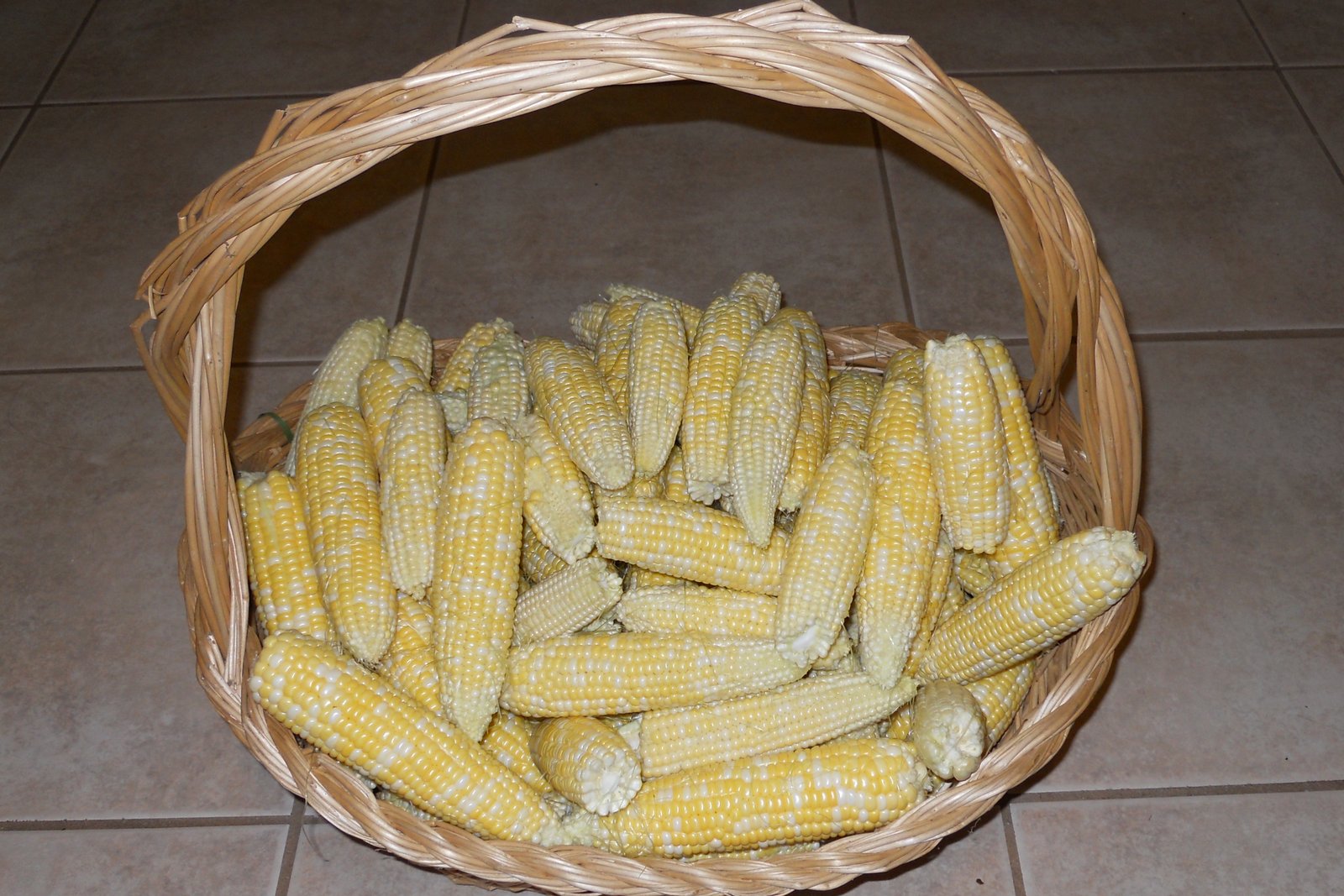 Georgia Home Garden: Georgia Home Garden Corn Harvest