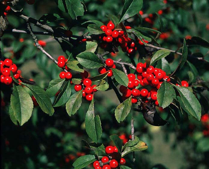 Beechwood Landscape Architecture and Construction: Possum Haw Holly ...