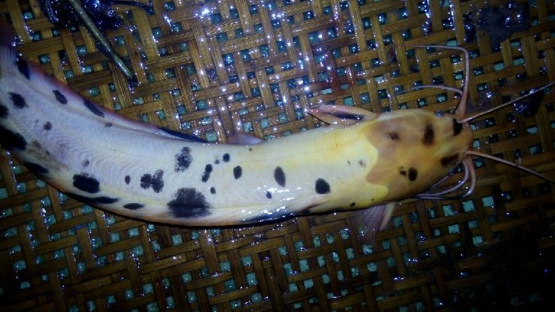 Cara Budidaya Ikan Lele Putih (Lele Bule) Albino Clarias Catfish untuk ...