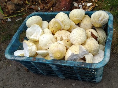 Kandungan Gizi Kentos: Si Bolu dalam Kelapa Tua