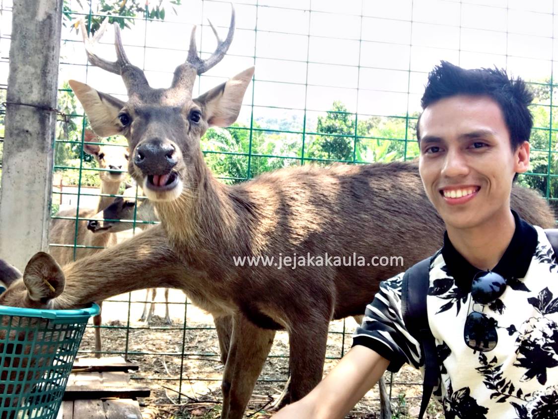 Daging Rusa Grill Terbaik Di Batas Ubi Deer Farm, Yan Kedah | JEJAKAKAULA