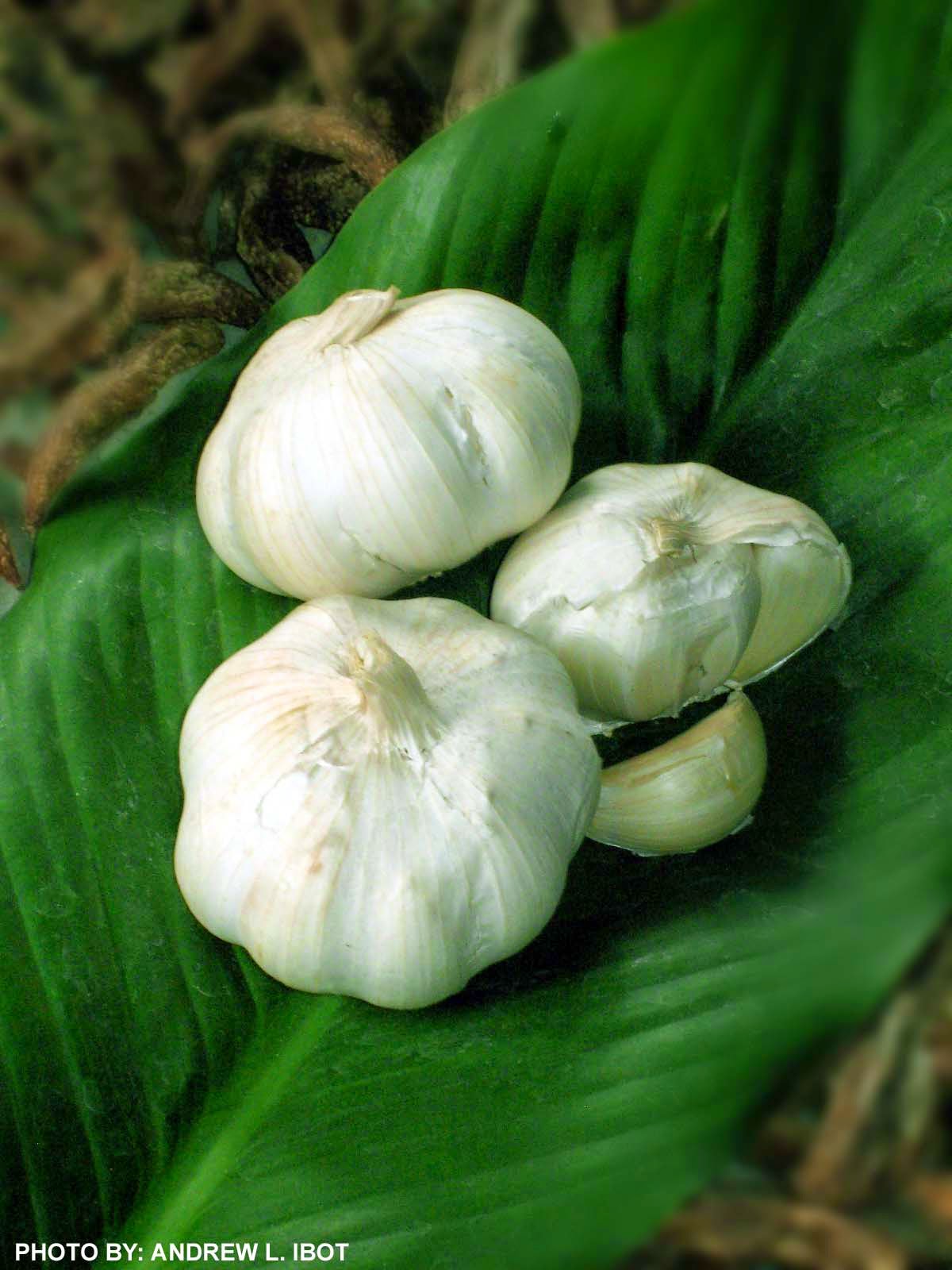 Ako si ANDREW IBOT!: Bawang ( Garlic ) (Allium sativum Linn)