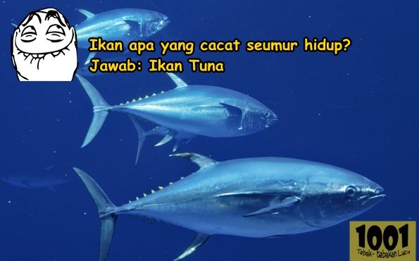 10 Meme 'Jenis Ikan' Ini Kocak Banget, Hati-hati Salah Nyebut! | Pusat ...