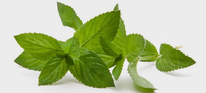 La hierbabuena: CLASIFICACIÓN TAXONOMICA Y DESCRIPCION