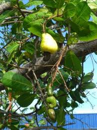 PERTANIAN LANJUTAN: TANAMAN GAJUS