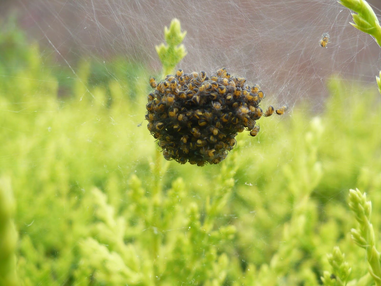 Professor P.Brain's blog: Add a Dash of Spider Milk