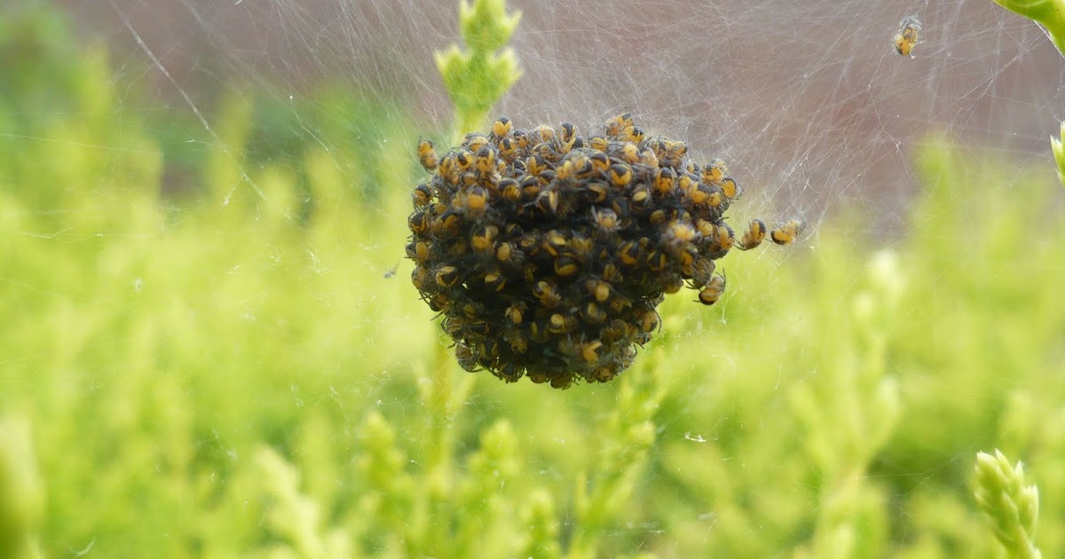 Professor P.Brain's blog: Add a Dash of Spider Milk