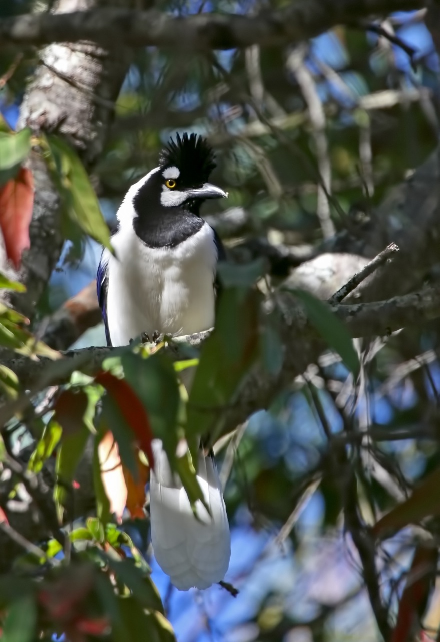 ZOOTHERA BIRDING BLOG: West Mexico - Feb/March 2017