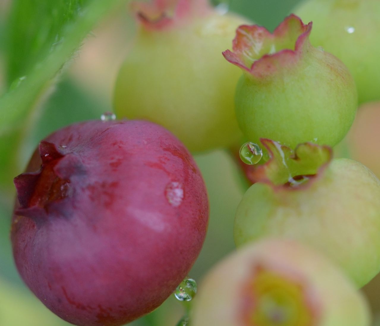 Flower Hill Farm: Looking Back Wildly Native Highbush Blueberries ...