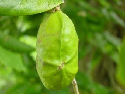 Fruit Warehouse: Inocarpus fagifer ( Buah Gayam )