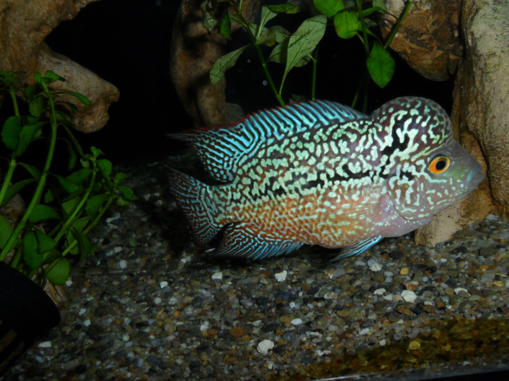 Flowerhorn The Hybrid Cichlids: King Kamfa from Lee