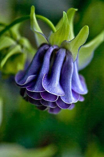 So Many Flowers So Little Time | Fun Hug