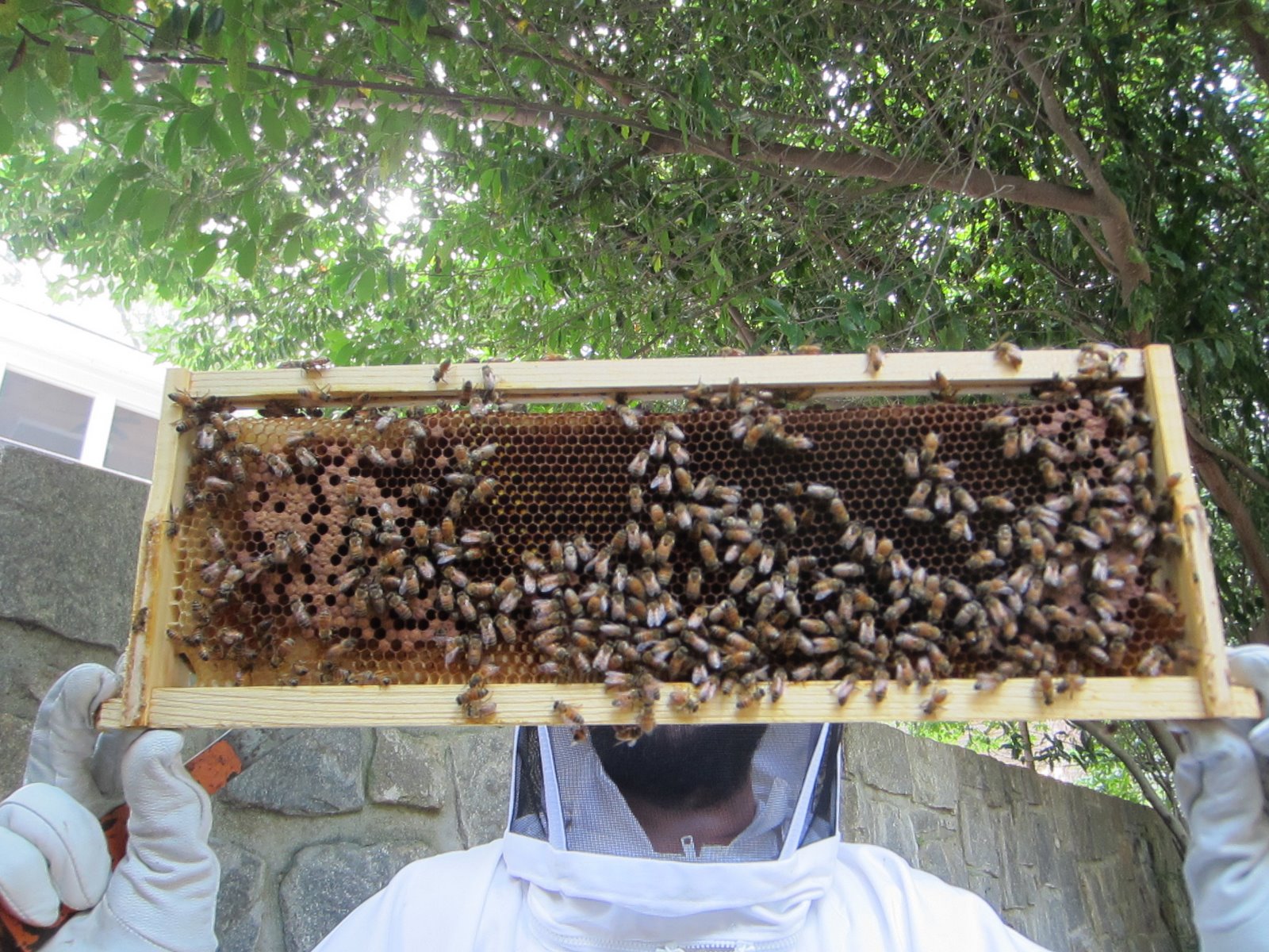 Linda's Bees: Checking on the Linda T's Bees hives Linda's Bees: Checking on the Linda T's Bees hives