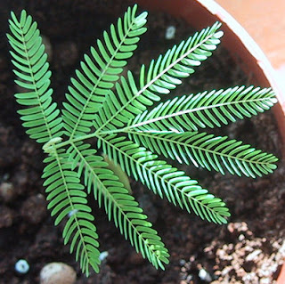 Las plantas de los dioses: Yopo