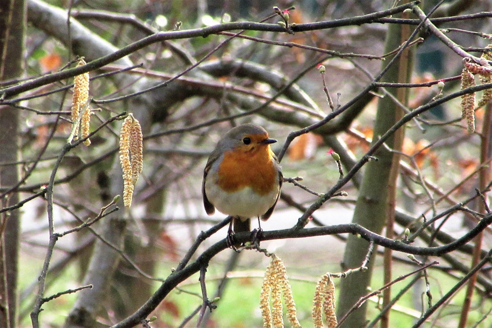 Moments, frozen in time ♡: CUTE ROBIN ON TREE BRANCH