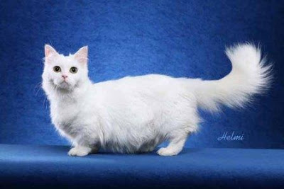 Pengenalan kucing MUNCHKIN - KEKUCING